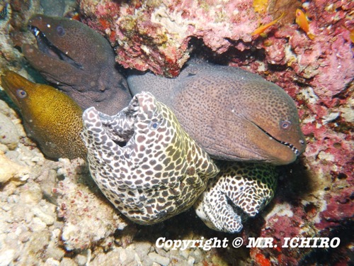 [Maldives] Trip Report : AUG.25-31, 2018, Male and Baa Atoll Route Vol ...